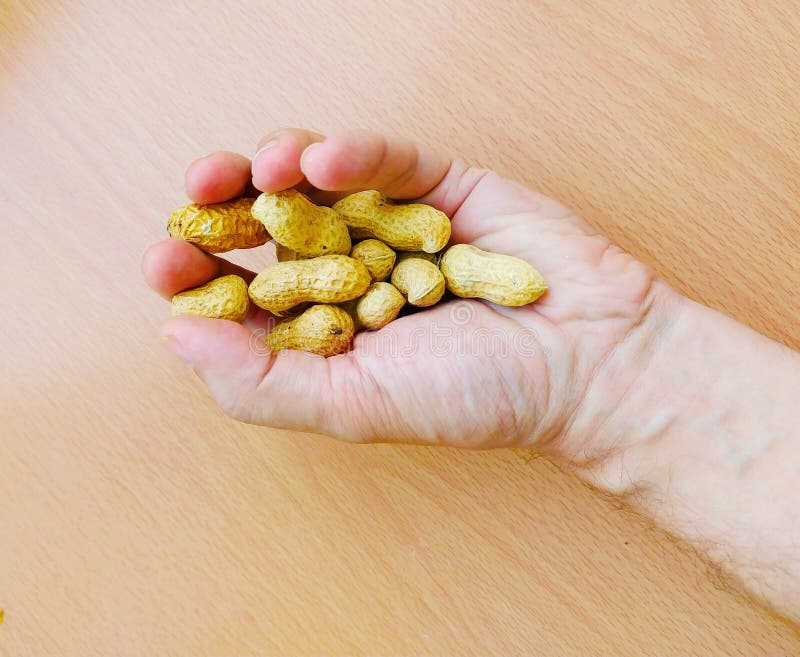 Close Up of Hands Holding Group of Raw Peanuts in Shell Stock Image ...