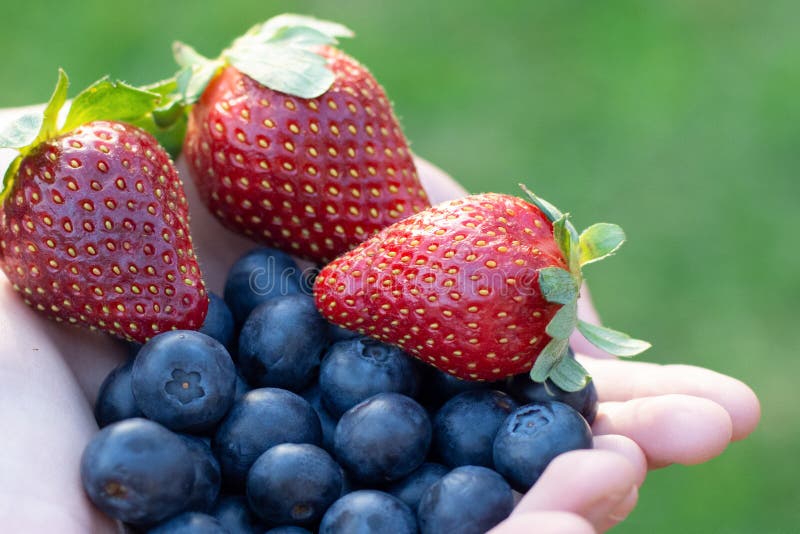 Handfull Strawberries Stock Photos - Free & Royalty-Free Stock Photos ... Handfull Strawberries Stock Photos - Free & Royalty-Free Stock Photos ...