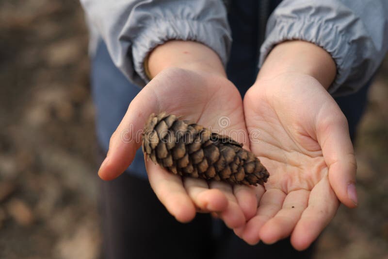 Close-up of Hands Holding a Pine Cone, Capturing a Moment of Connection ...