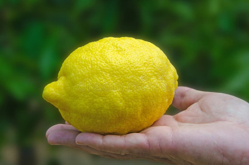 Hand with a Lemon Isolated on White Stock Image - Image of fruit, hand ...