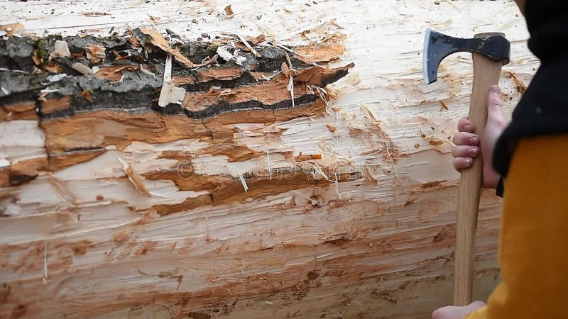 Close Up of Hands Man Wearing Old Light Clothes Removing Bark from Big ...