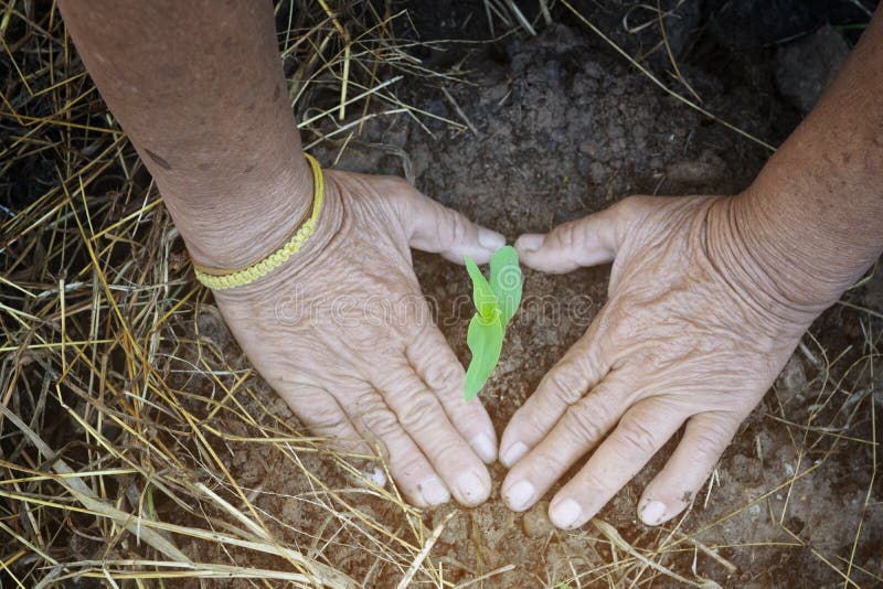 Hands plant small tree stock image. Image of leaf, cultivate - 131726993