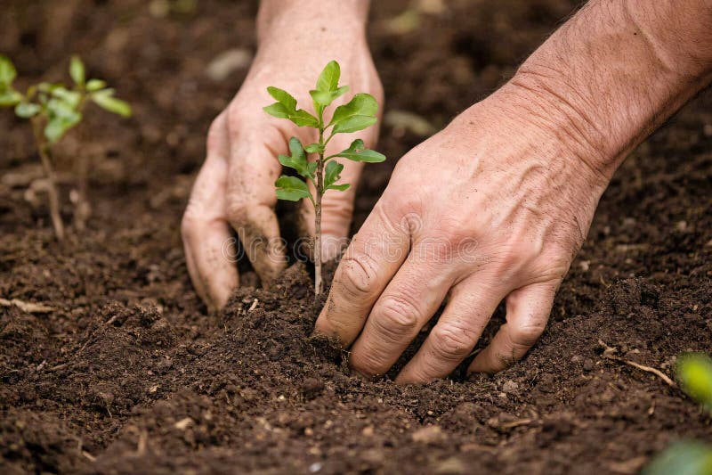 Close Up of Hands Planting Little Tree in the Ground Stock Illustration ...