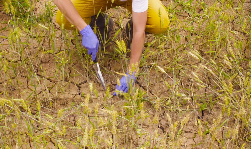 Hand of Ecologist Taking Sample of Soil Stock Image - Image of botanist ...