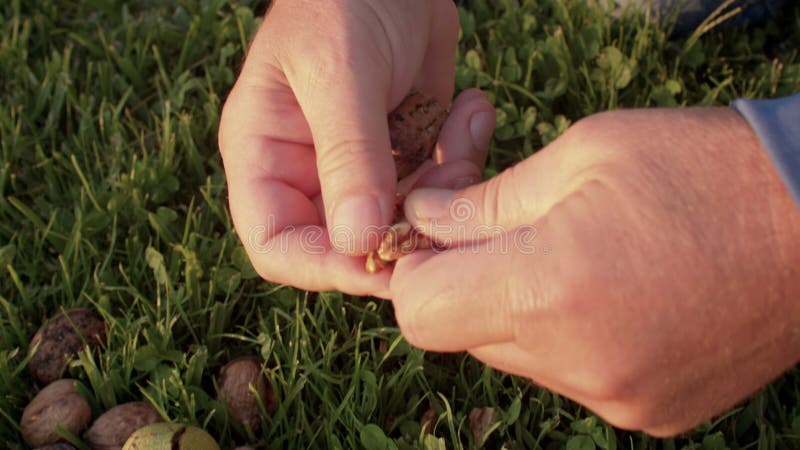 Close-up Hands Sorting Dry Walnut Fruit Against Background Grass. Stock ...