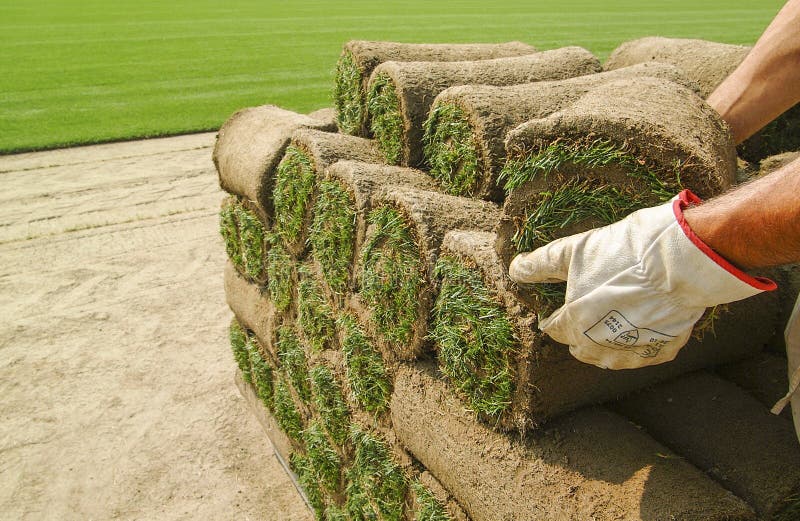 Close-up on the Hands that Stack Rolls of Grass. Stock Photo - Image of ...