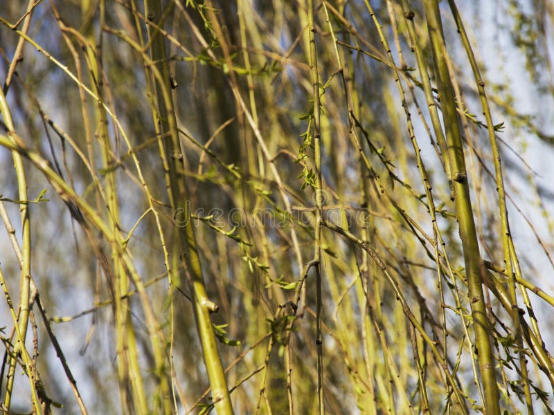 A Close Up of the Hanging Branches of a Weeping Willow Stock Image ...