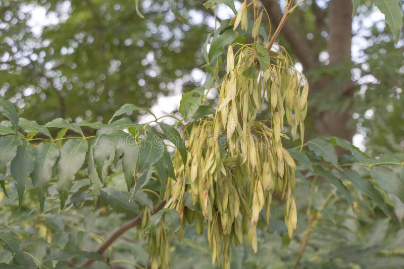 A Close-up of the Hanging Seed Pods on an Ash Tree, with Green Leaves ...