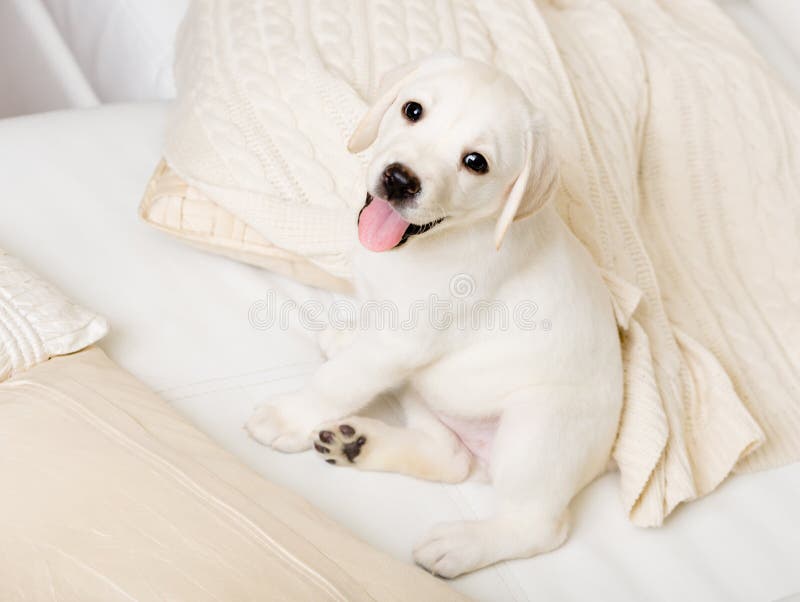 Close Up of Happy Labrador Puppy Sitting on the Sofa Stock Image ...