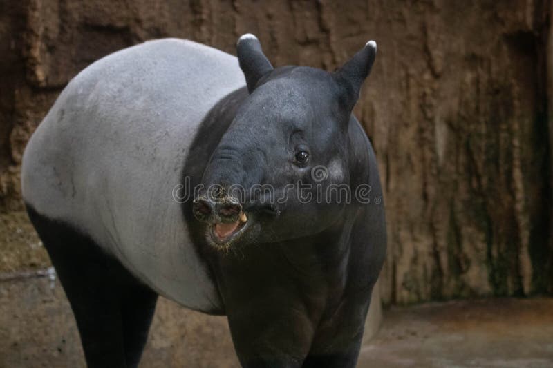 Close Up Happy Malayan Tapir Stock Photo - Image of wild, mammal: 320968486
