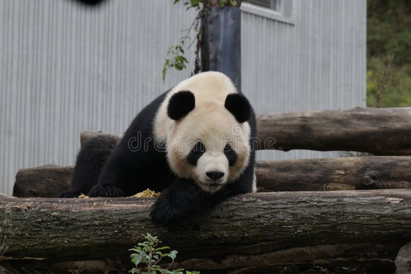 Close Up Happy Panda, Wolong Panda Base Stock Image - Image of animal ...