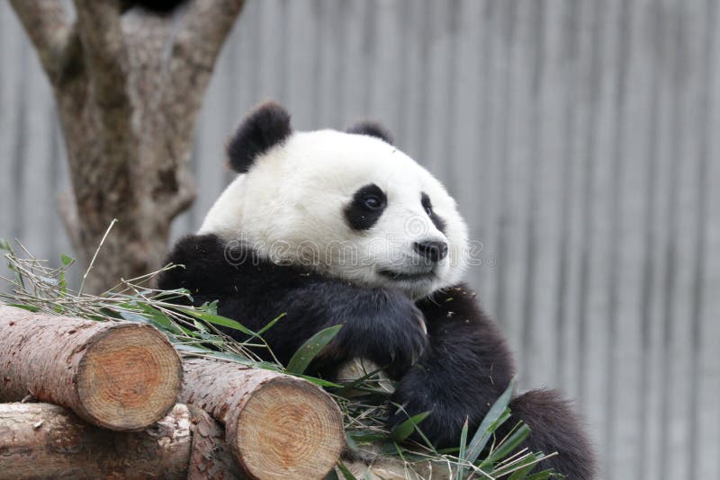 Close Up Happy Panda, Wolong Panda Base Stock Image - Image of treasure ...