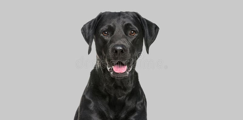 Close-up of a Happy Panting Black Labrador Dog Looking at the Camera on ...
