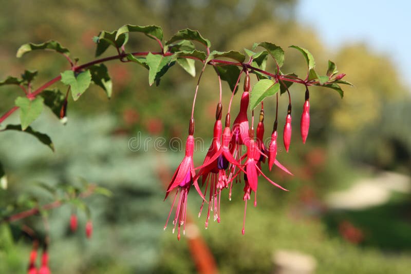 Close Up of Hardy Red Fuchsia in Bloom Stock Photo - Image of fuchsias ...