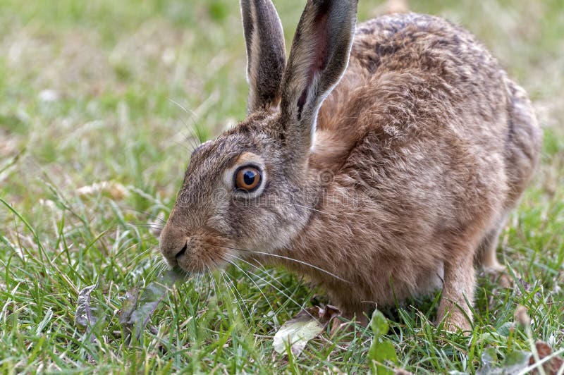 Close-up of a Hare - Lying in the Grass while it Eats Stock Photo ...