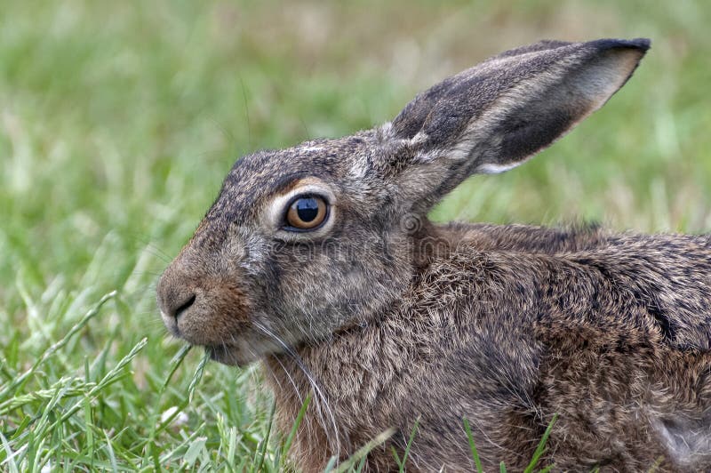 Close-up of a Hare - Lying in the Grass while it Eats Stock Photo ...