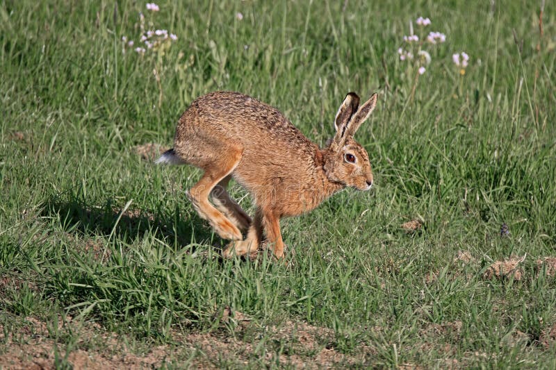 Close up of a hare running stock image. Image of european - 358950929