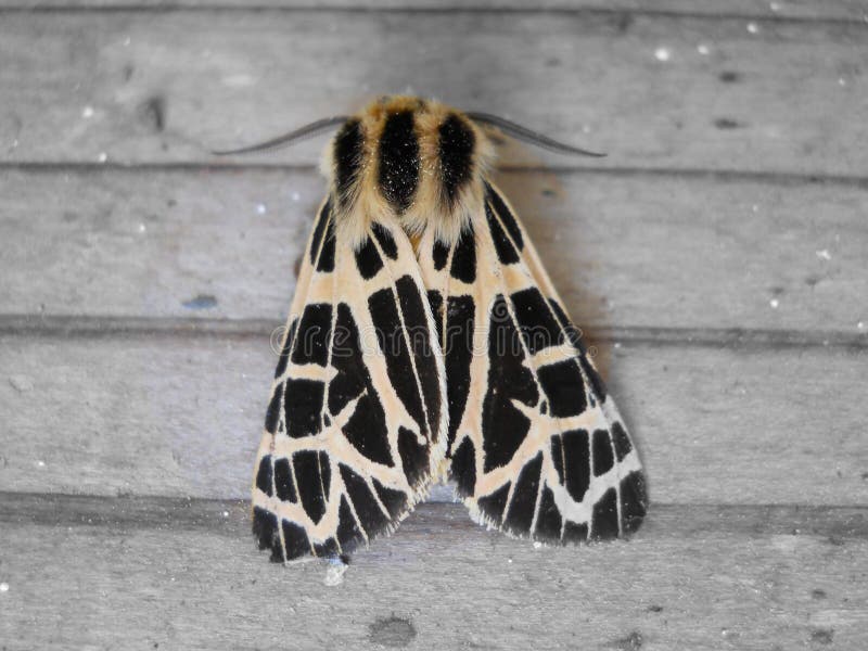 Close-up of Harnessed Tiger Moth Back Stock Image - Image of apantesis ...