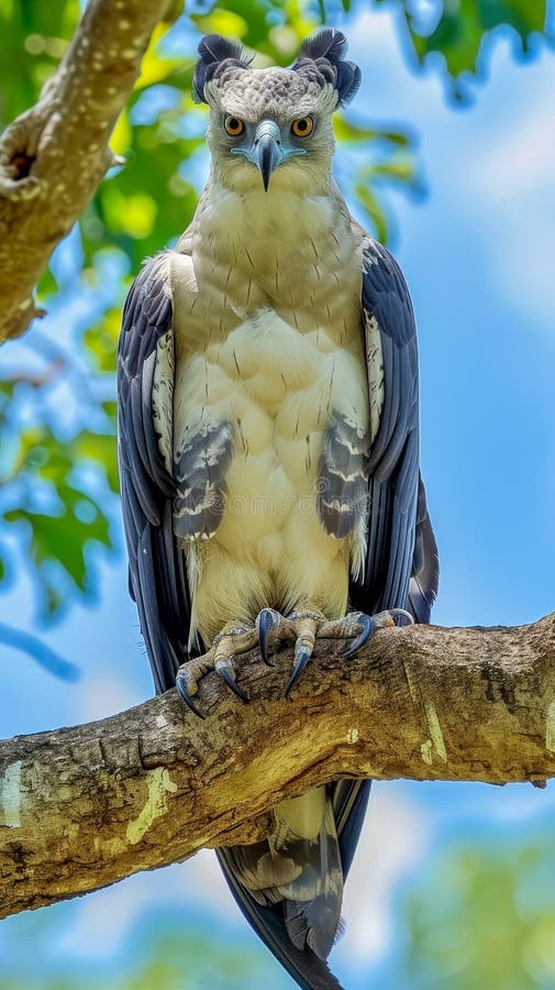 Close Up of Harpy Eagle in Tree Stock Illustration - Illustration of ...