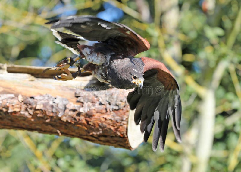 Close up of a Harris Hawk stock image. Image of hunter - 159091929