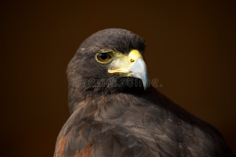 Close-up of Harris Hawk Looking Over Shoulder Stock Image - Image of ...