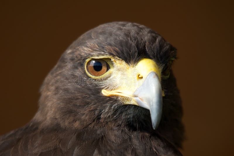 Close-up of Harris Hawk Staring at Camera Stock Image - Image of bird ...