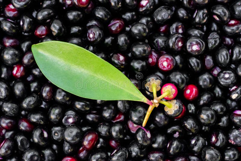 Close-up of Harvested Berried Ready for Juice Stock Photo - Image of ...