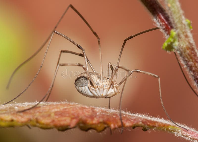 Close up Harvestman spider stock image. Image of macro - 26167231