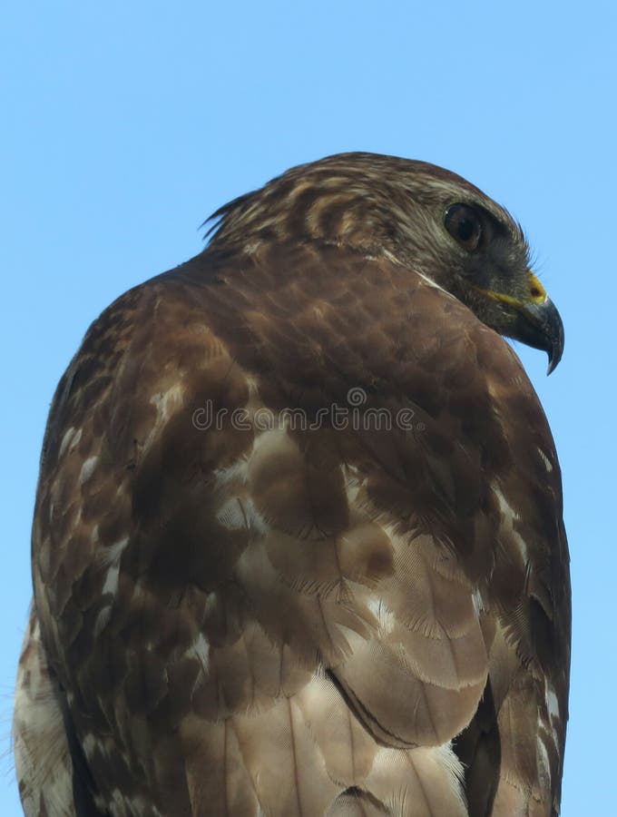 Hawk on Blue Sky Background, Closeup Stock Image - Image of face, beak ...