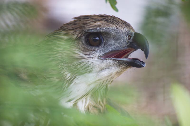 Close up of a hawk eye stock image. Image of head, flight - 338302677