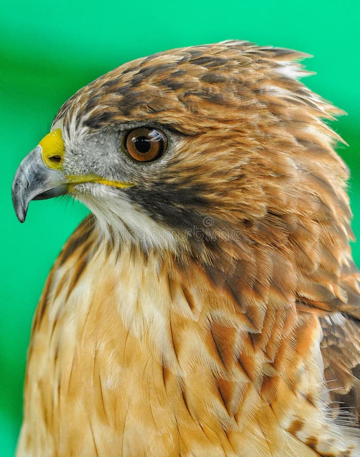 Hawk Beak Stock Photos - Download 18,871 Royalty Free Photos