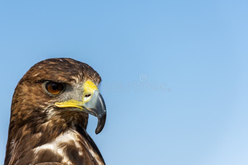 Close Up of Hawk Head and Upper Body. Stock Photo - Image of beak ...