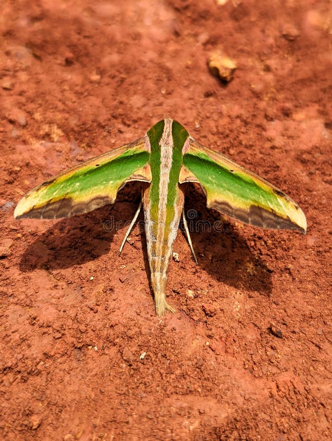 Close Up of a Hawk Moth Green and Yellow in Color Stock Image - Image ...