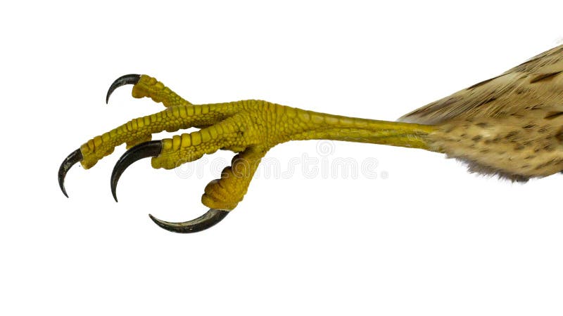 135 Hawk Foot Stock Photos - Free & Royalty-Free Stock Photos from ...