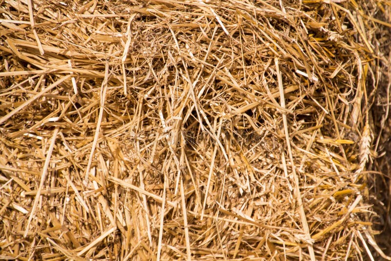 Chaotic Texture of Hay in Daylight Stock Image - Image of livestock ...