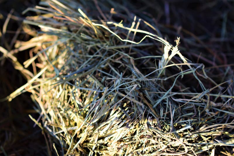 Close Up of Hay on the Ground in the Sunlight Stock Image - Image of ...