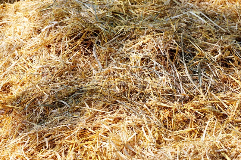 Close Up of Haystack on Animal Farm Stock Photo - Image of harvesting ...