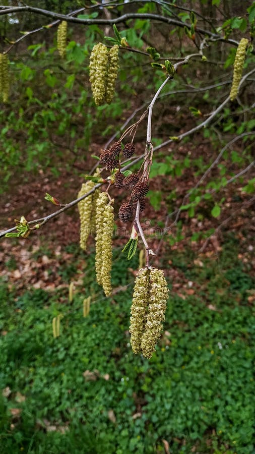 Hazelnut Tree Blossoming in Spring, Catkins Hanging from Branch ...