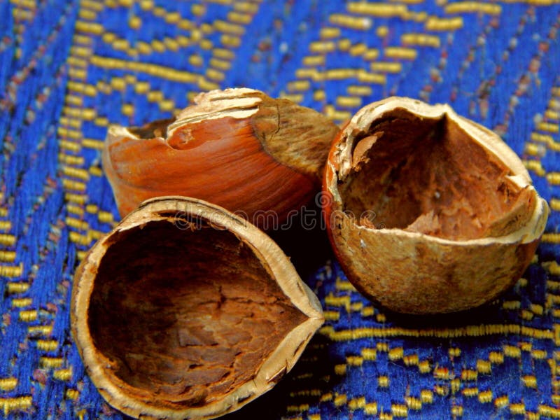 1,127 Empty Nutshell Stock Photos - Free & Royalty-Free Stock Photos ...