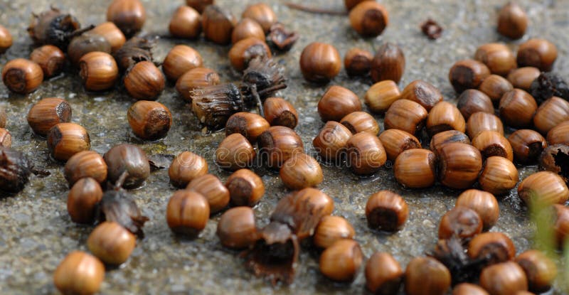 Close-up of Hazelnuts on Wet Concrete Stock Image - Image of rain ...