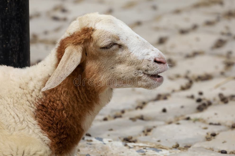 Close Up Head Baby Sheep is Rest Stock Photo - Image of farmland, feed ...
