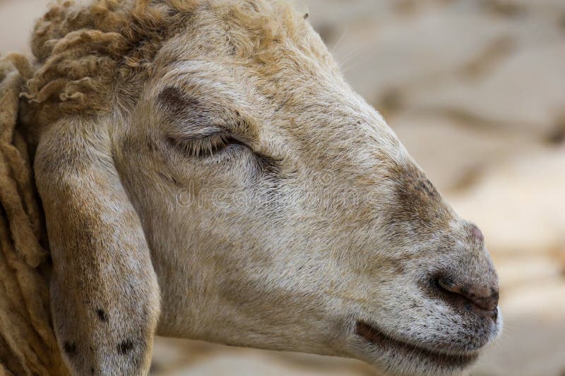 Close Up Head Baby Sheep is Rest Stock Image - Image of animals ...
