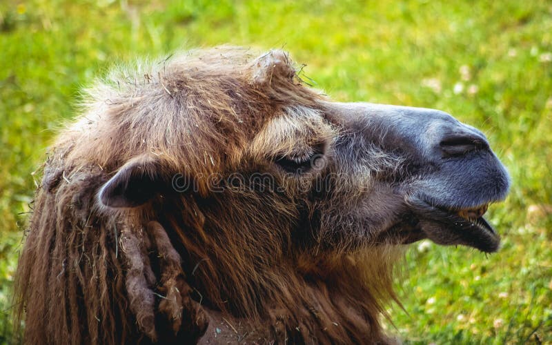 Bactrian camel portrait stock image. Image of closeup - 116832483
