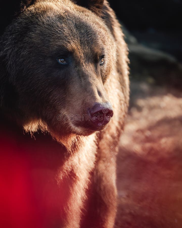 A Close Up of the Head of a Bear, Looking into Camera Stock Image ...