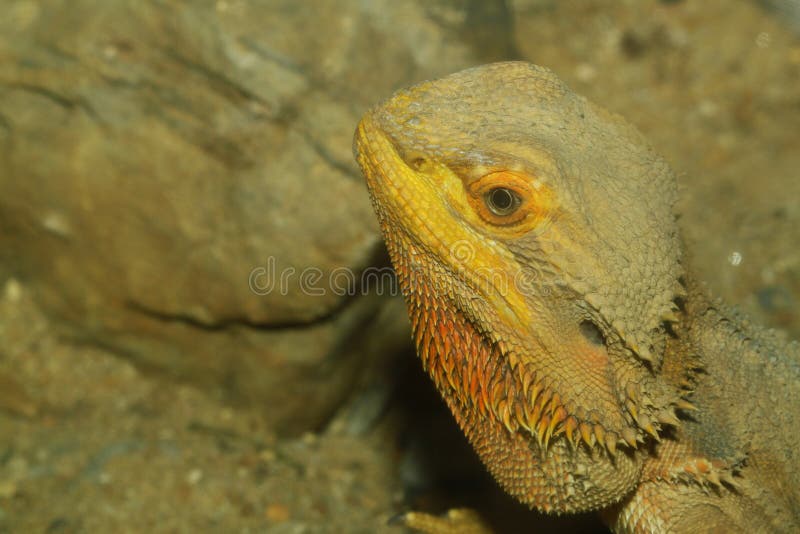 Close Up Head Bearded Dragons Lizard Stock Photo - Image of tree, climb ...