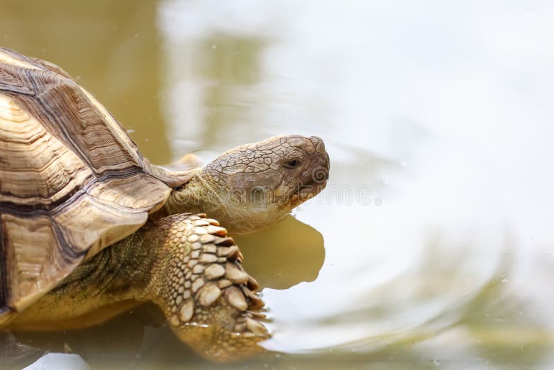 Close Up Head the Big Sulcata Tortoise in Mini Pool Stock Photo - Image ...