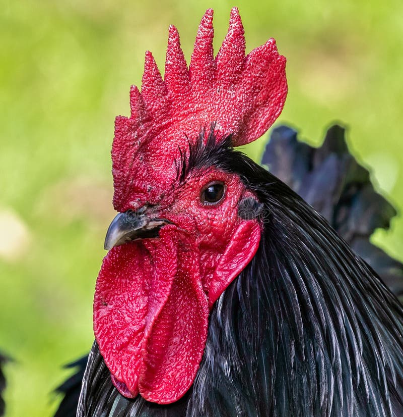 Close Up of Head of Black Rooster with Red Comb Stock Photo - Image of ...