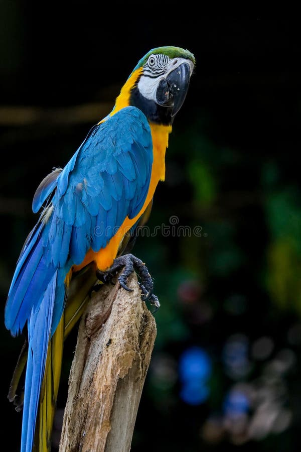 Close Up Head the Blue Macaw Parrot Bird in Garden Stock Image - Image ...