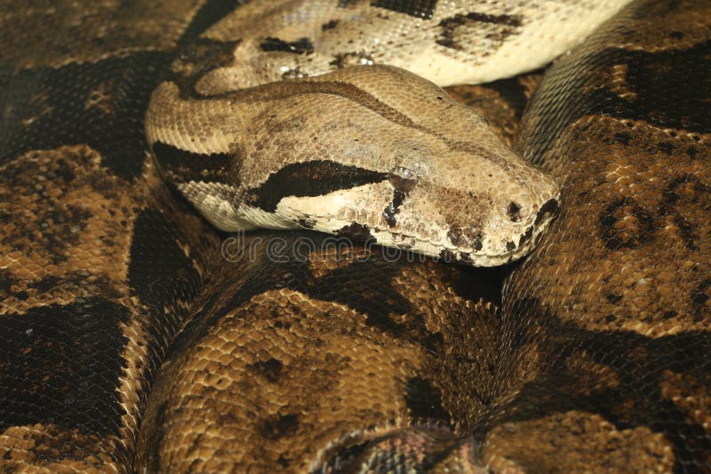 Close Up Head and Body Boa Constrictor Snake is the Big Snake Stock ...