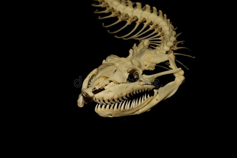 Close Up Head Bone Snake on Black Background Stock Image - Image of ...
